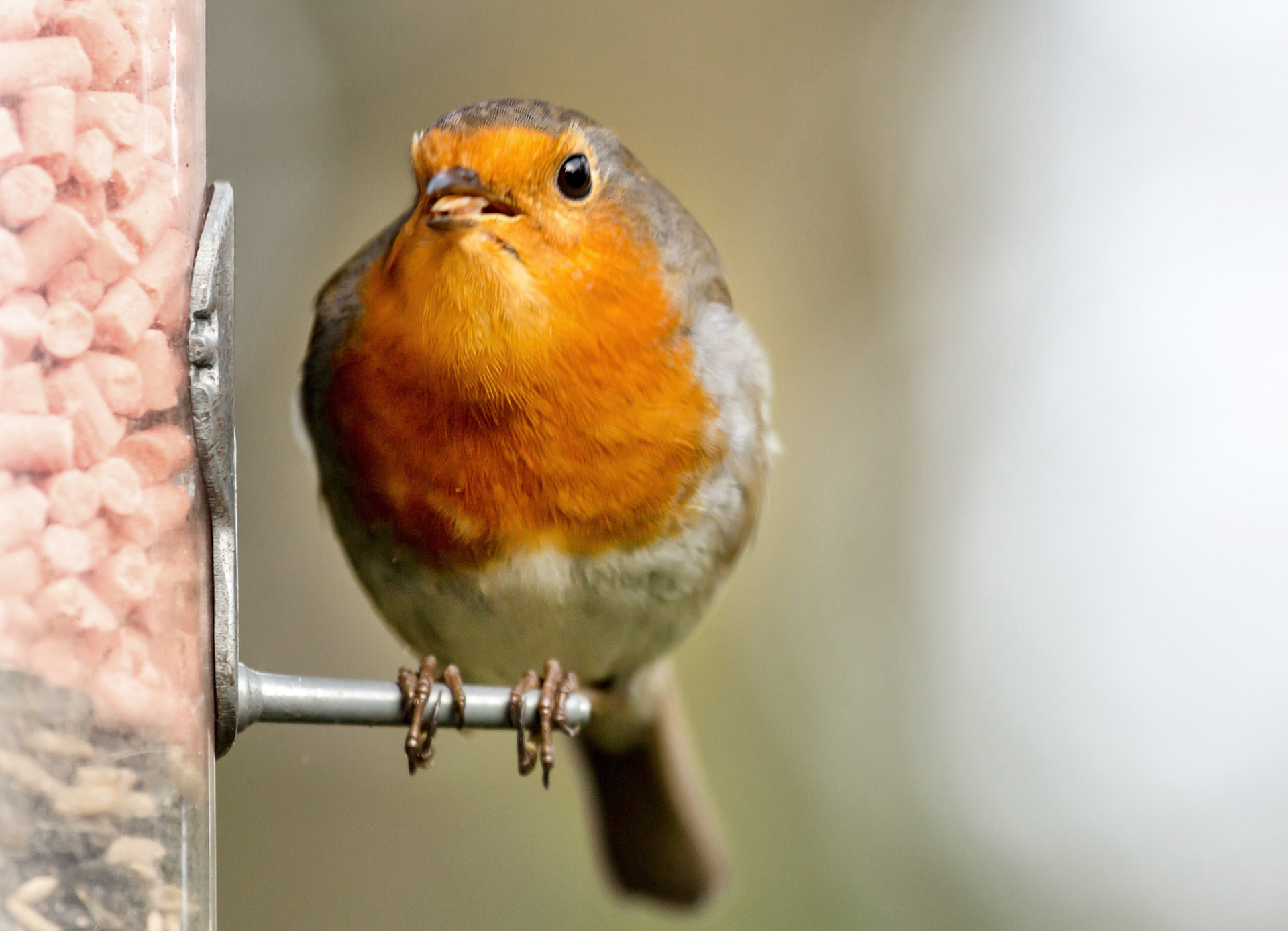 The Surrey Journal - The RSPB Big Garden Birdwatch