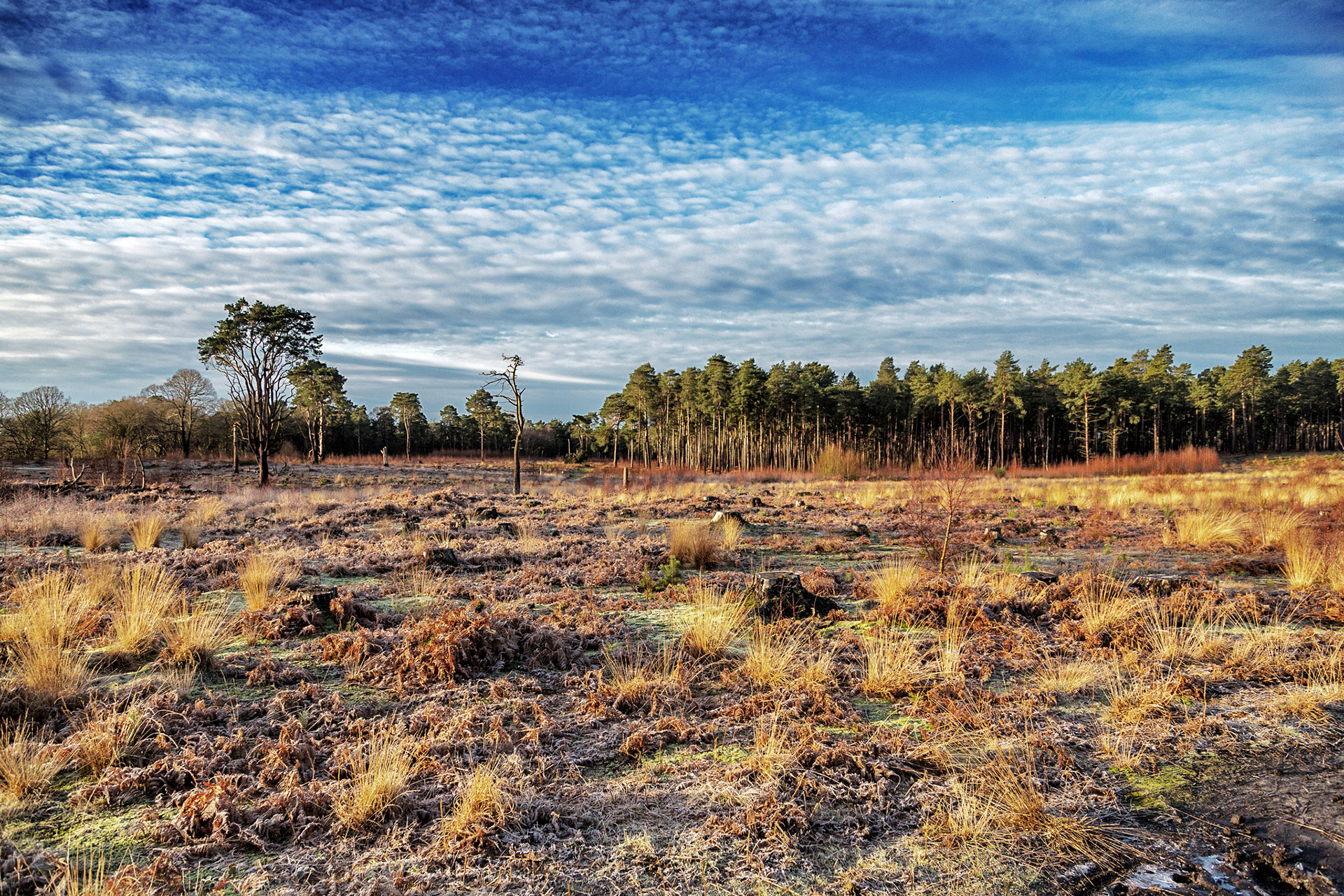 The Surrey Journal - Ockham Common