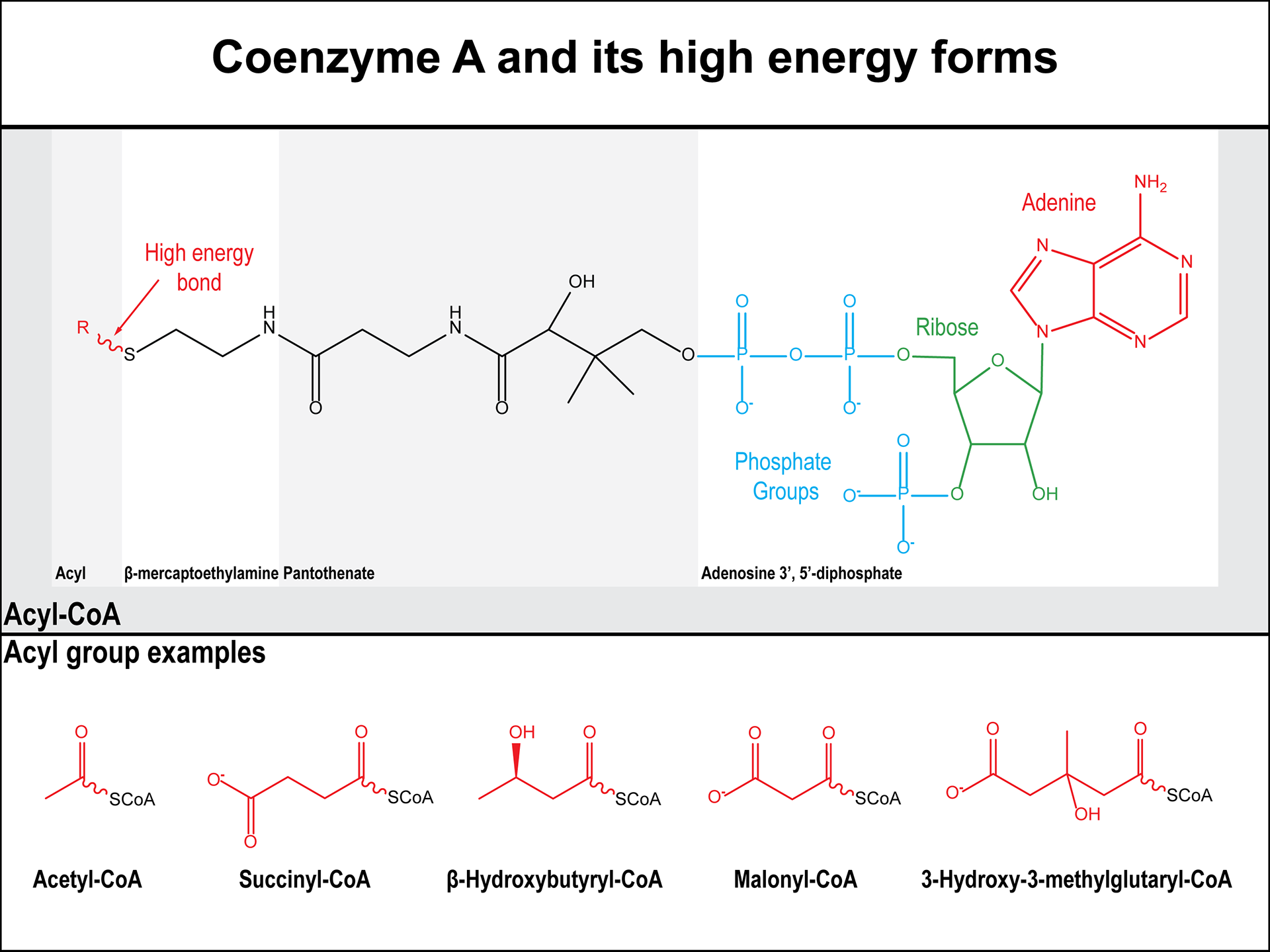 OffaPerry - Biochemistry Figures