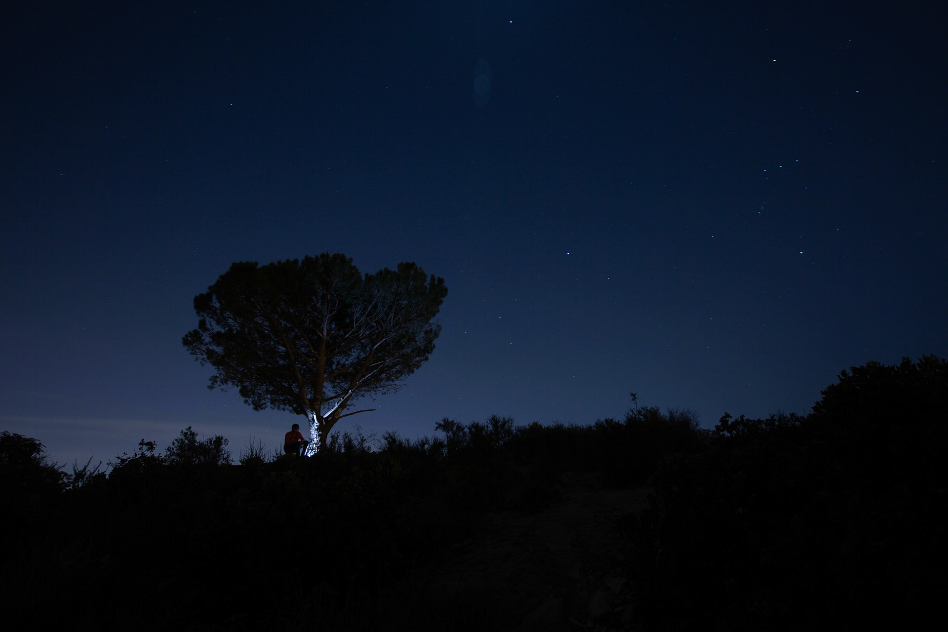 Parth Sutaria - The Tree of Life