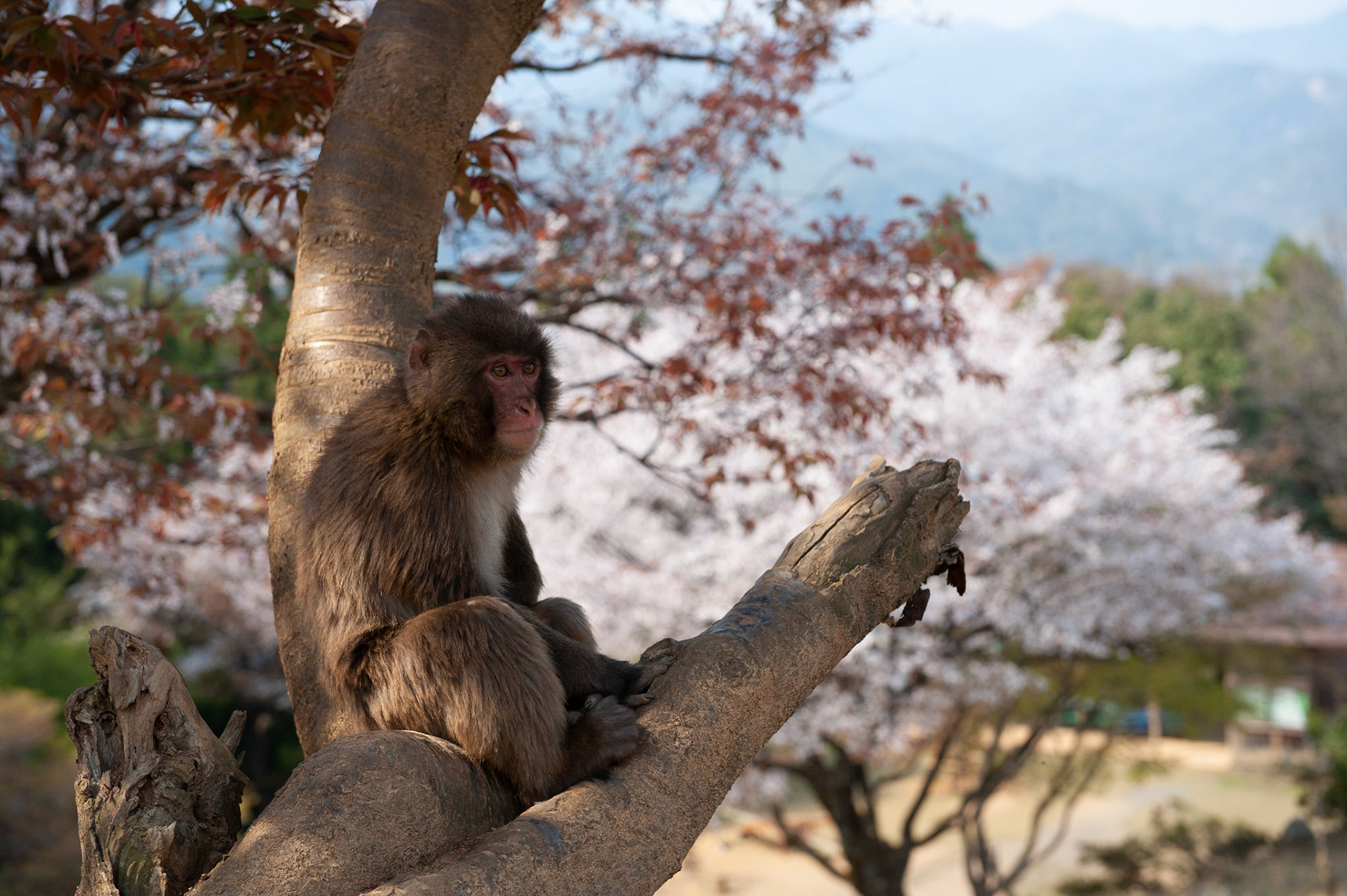 Vivid Corvid Photography - Japan: Monkey Park