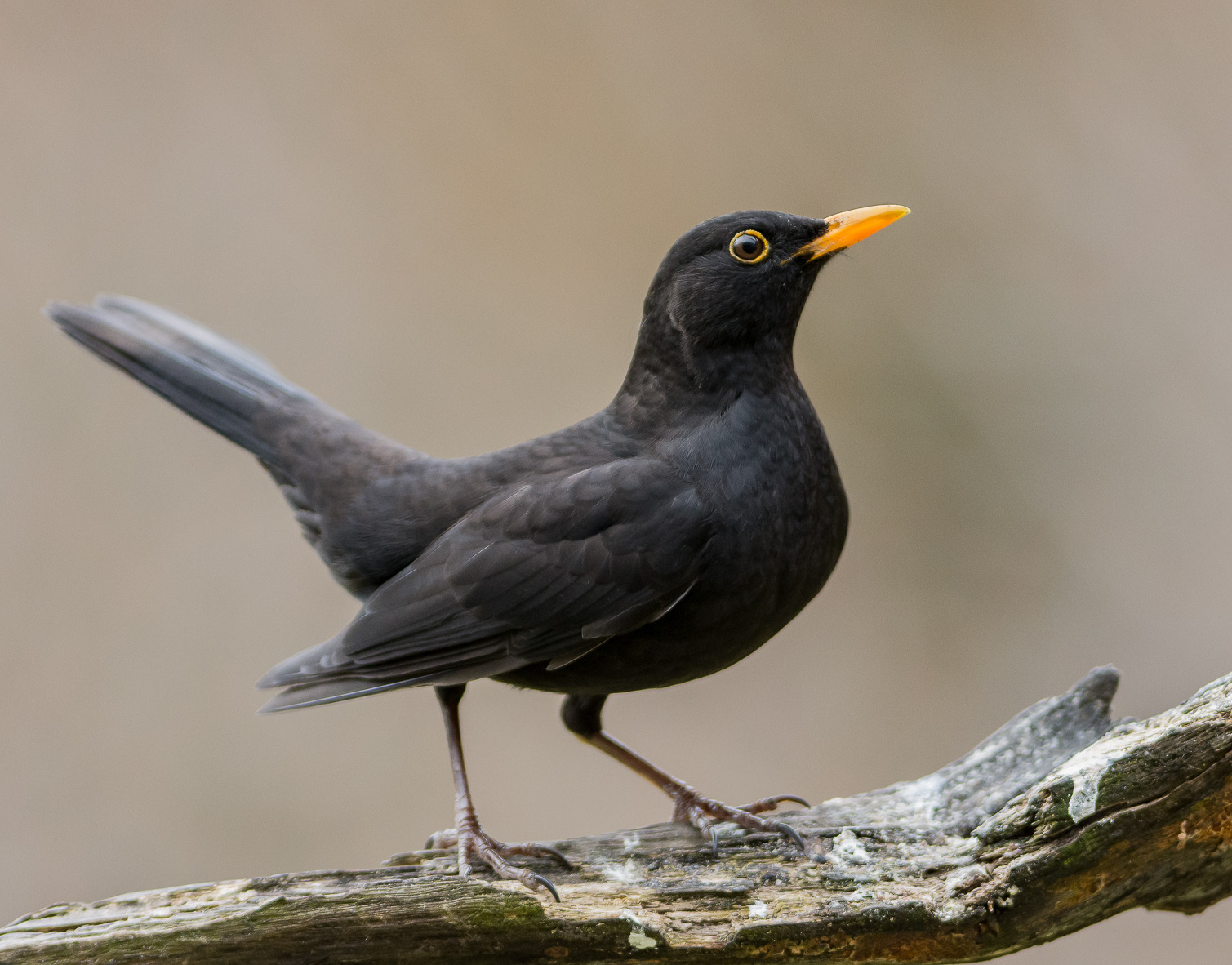 Wouter Cardoen Nature Photography - Common blackbird - Merel - Turdus ...