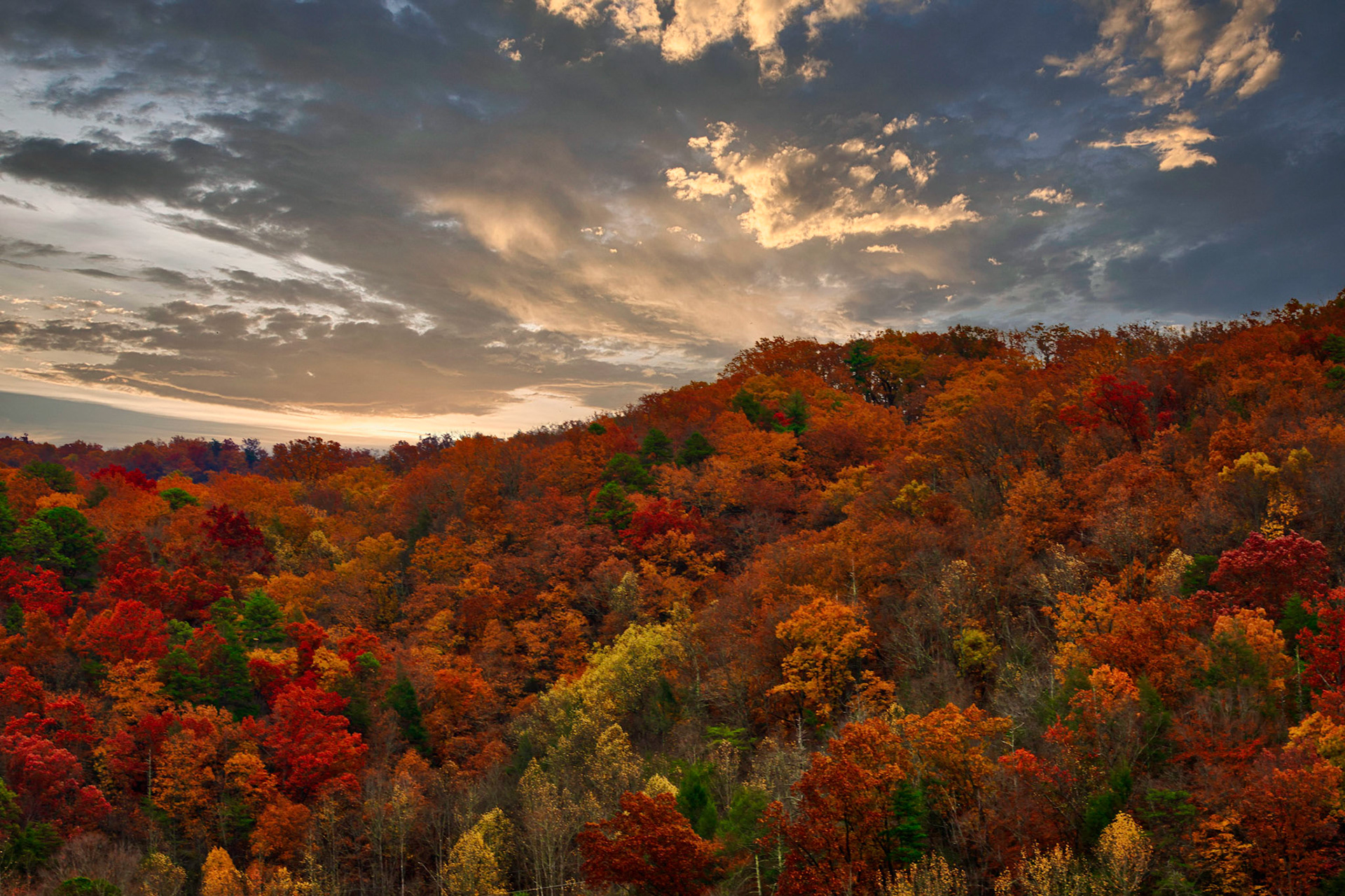 Lyle Dorman - Forest/Fields/Meadows