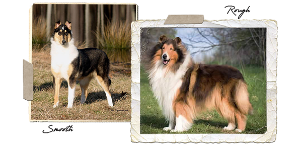 Collie Club of America - Collie As A Family Dog - Chapter 1 - Collie ...