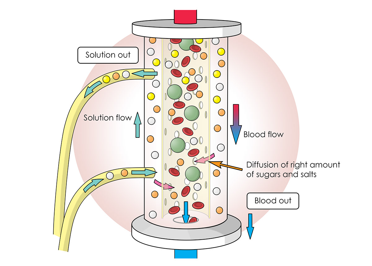 slmillustration - Functions of the Kidneys - Book illustration
