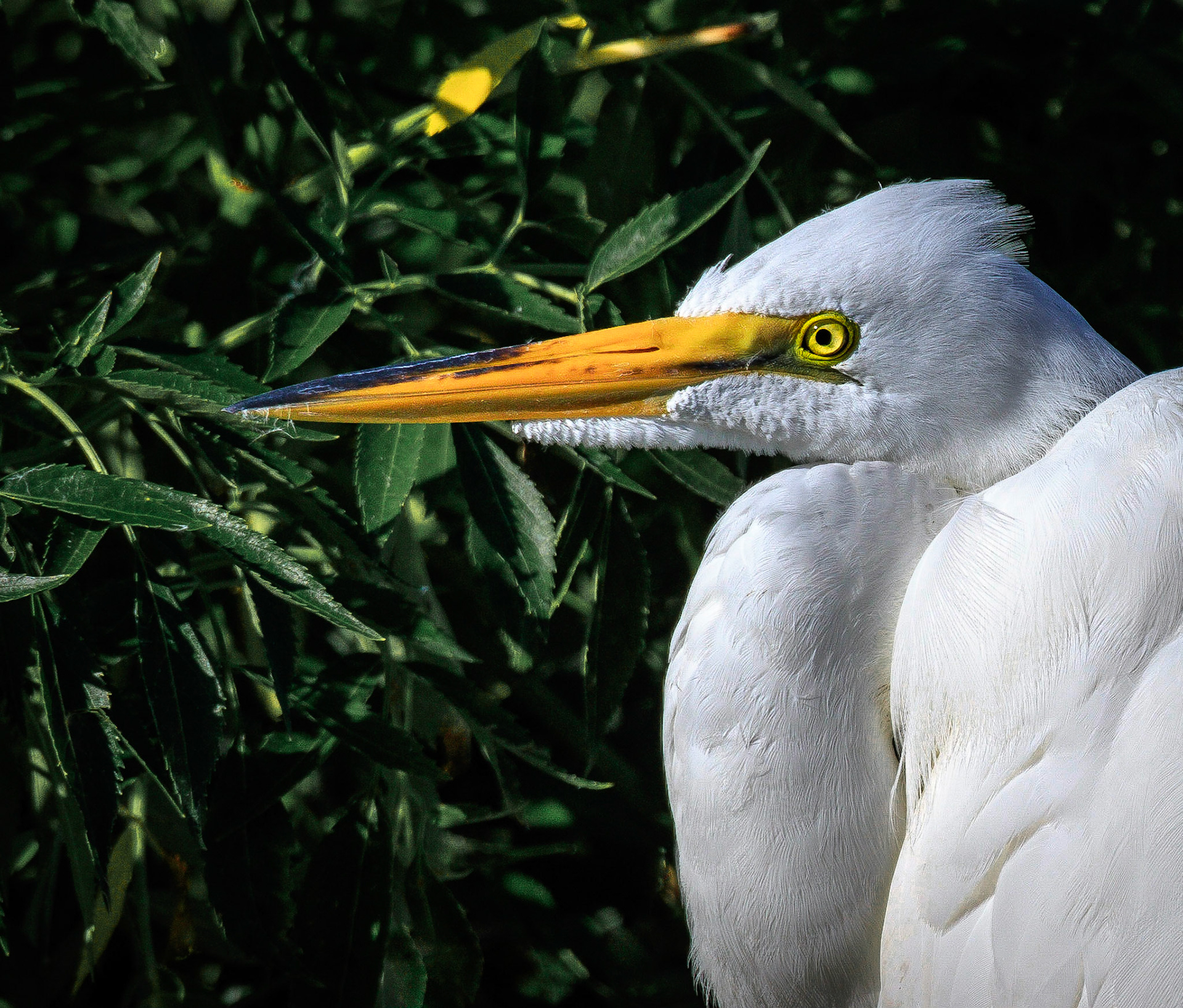 Jeff Donald photography - Florida Bird Rookeries