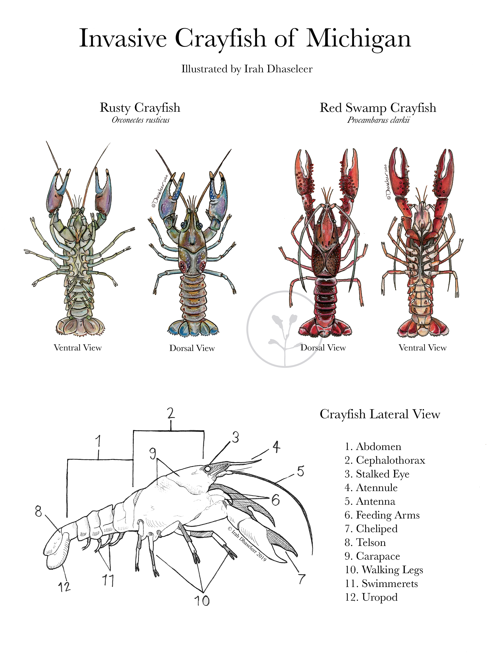 Irah Dhaseleer - Biological Illustration