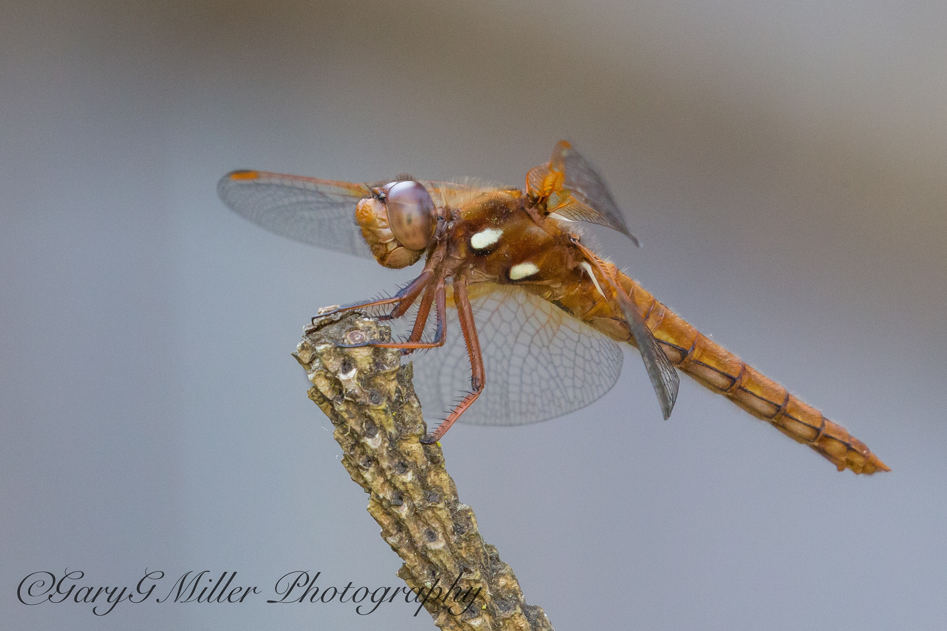 Gary Miller Photography