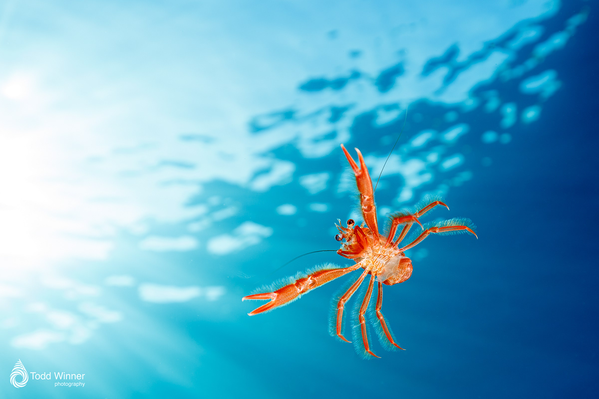 Todd Winner Photography