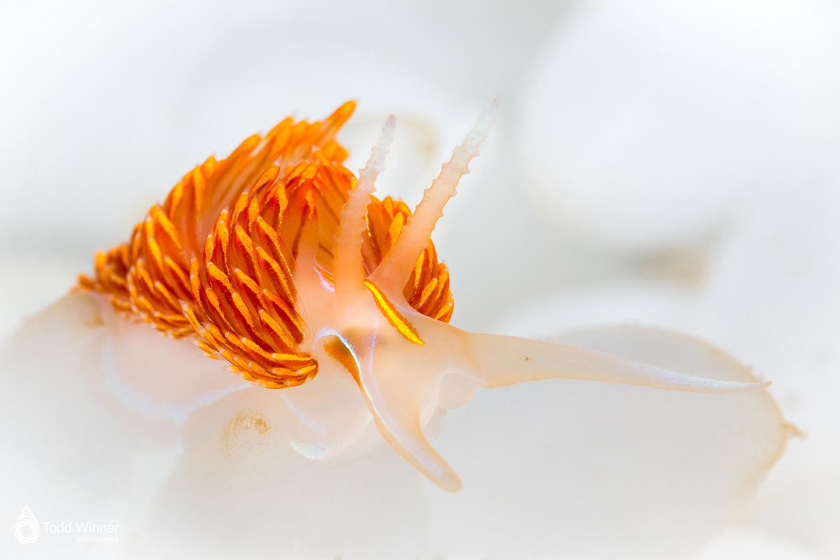 Todd Winner Photography