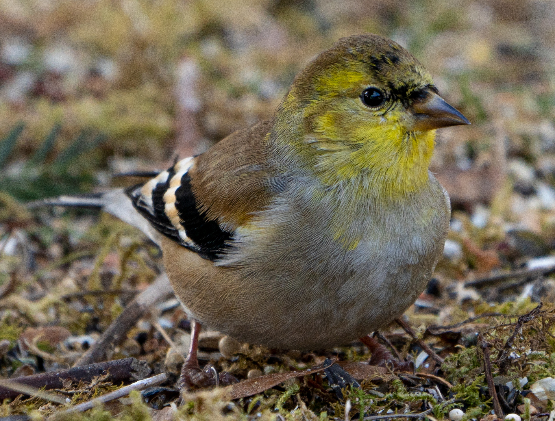 Tracy Thompson - Birds