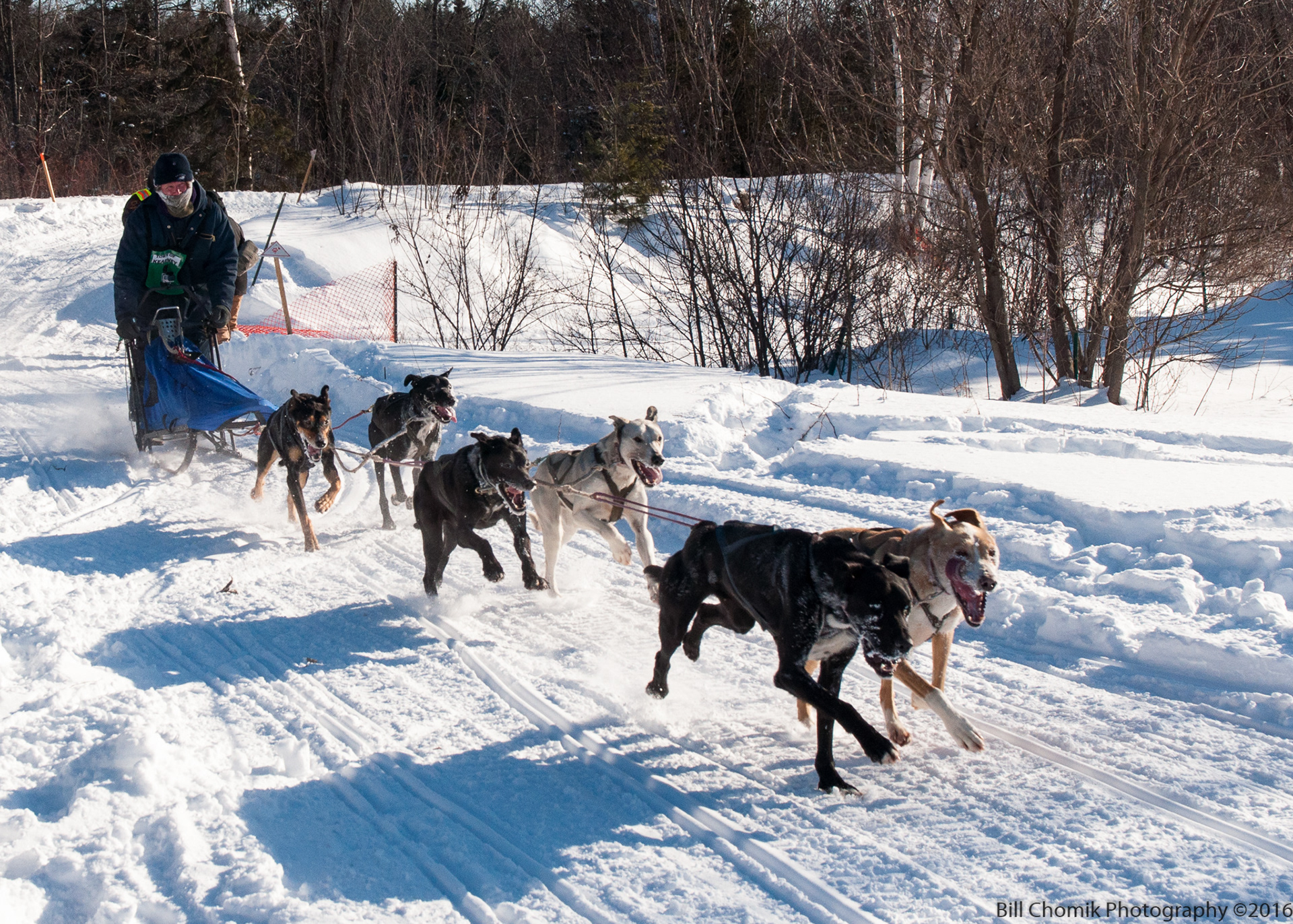Bill Chomik Photography - Dog Sled Racing