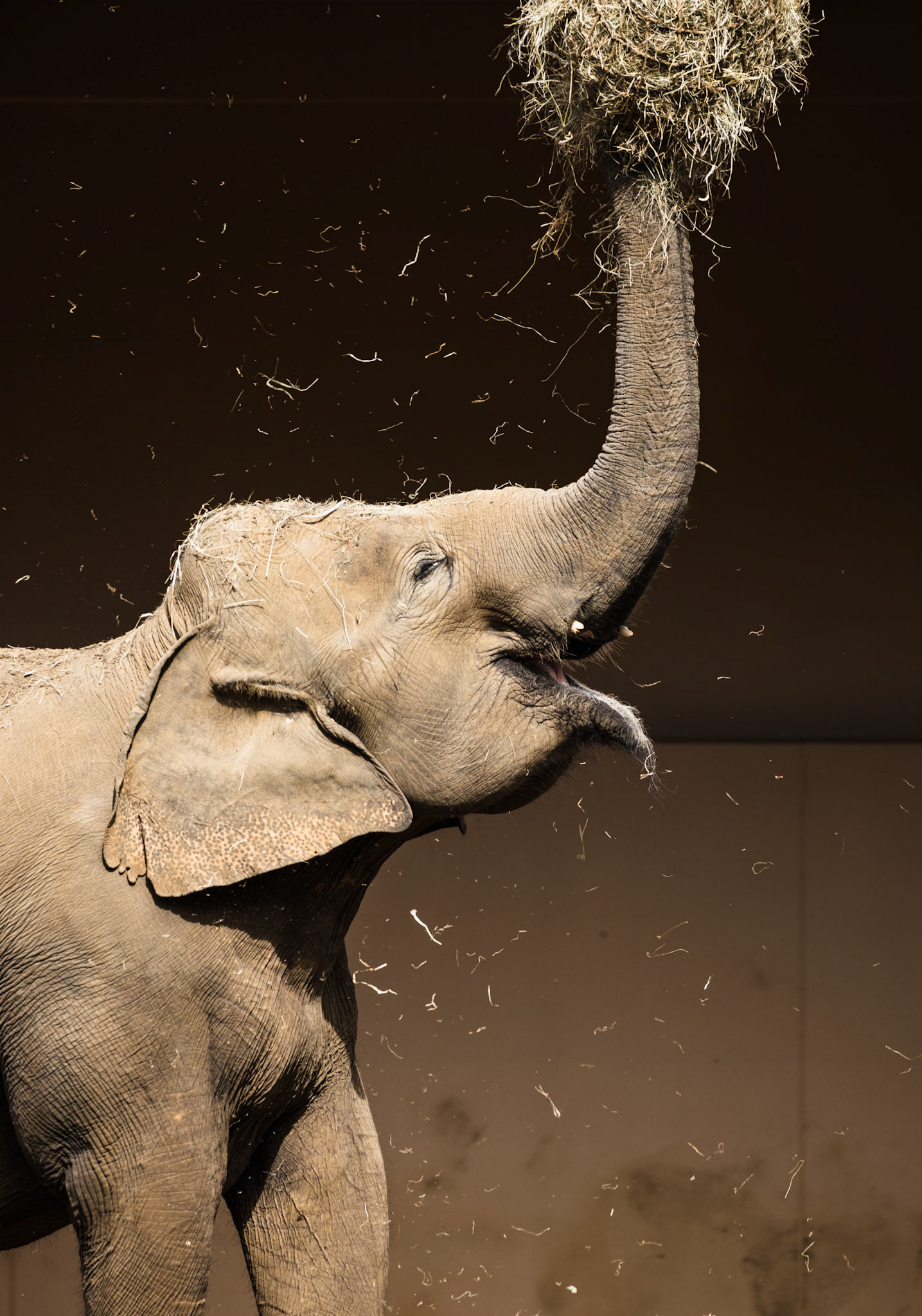 daiki kudo - Animals