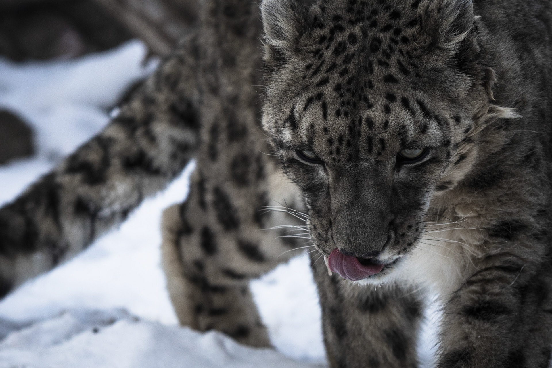 daiki kudo - Animals