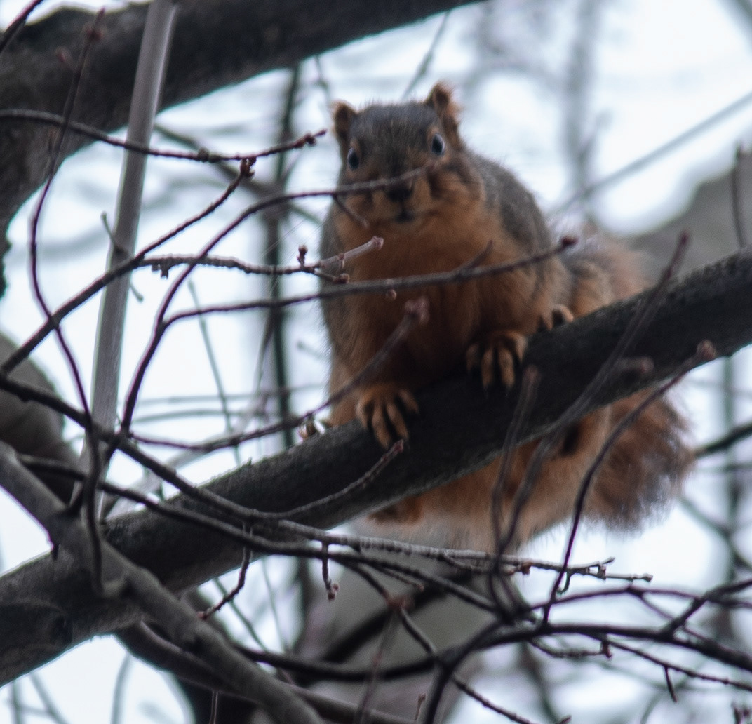 Jim Knowles Photos - Squirrels In Pymouth, MI