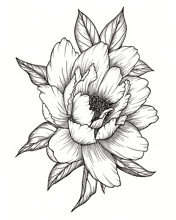 Alesha Krehbiel - Botanical Pen Drawings