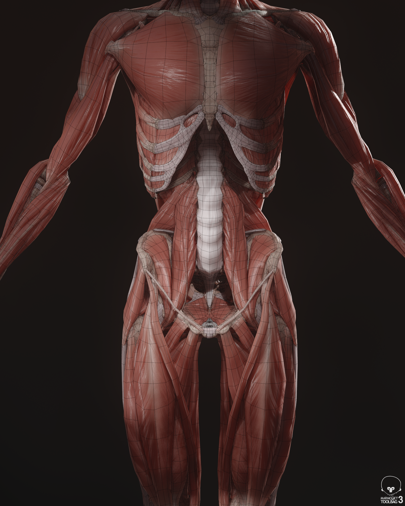 Dan Nacu - Human Body (Real Time)