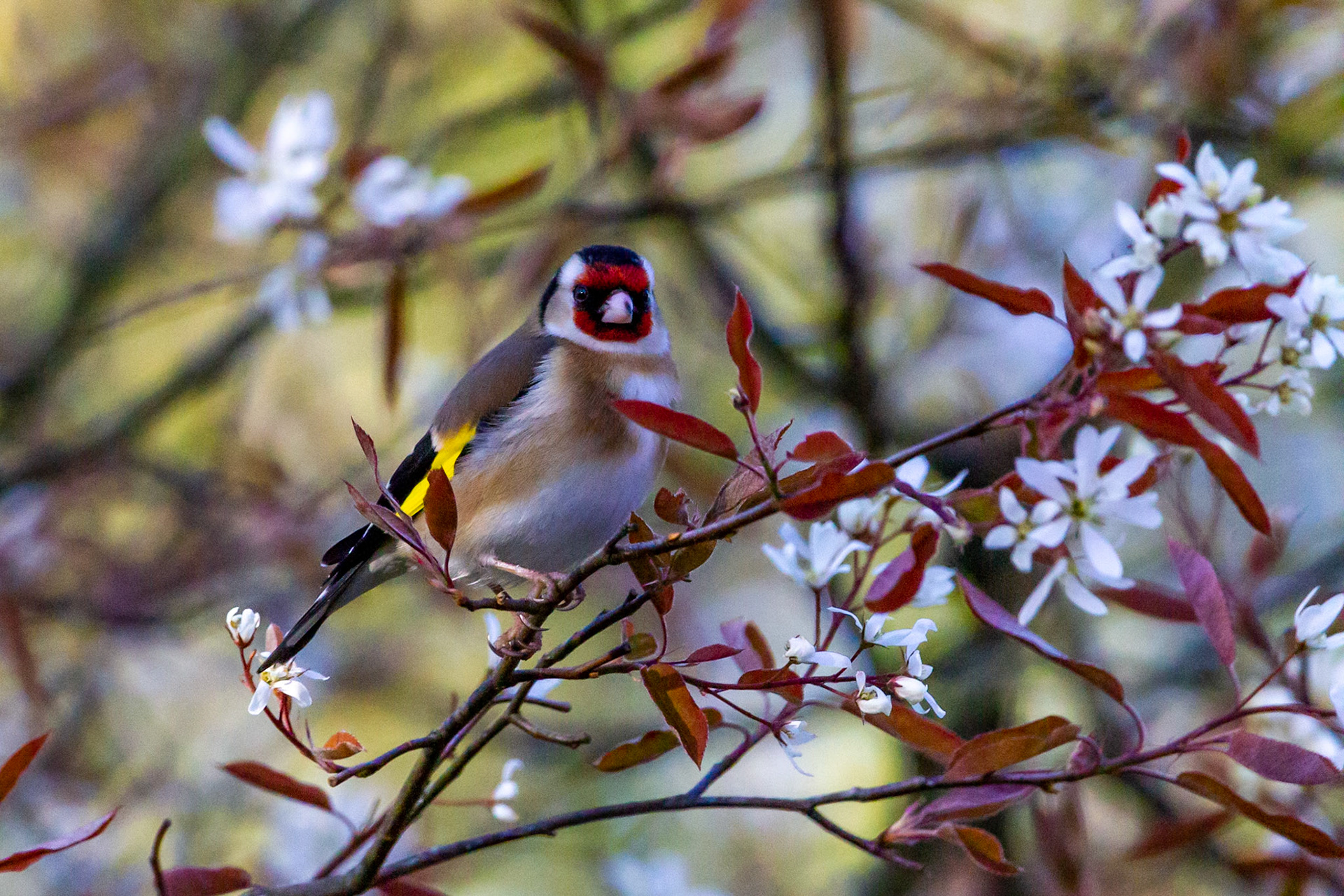 Pete Birrell - Birds