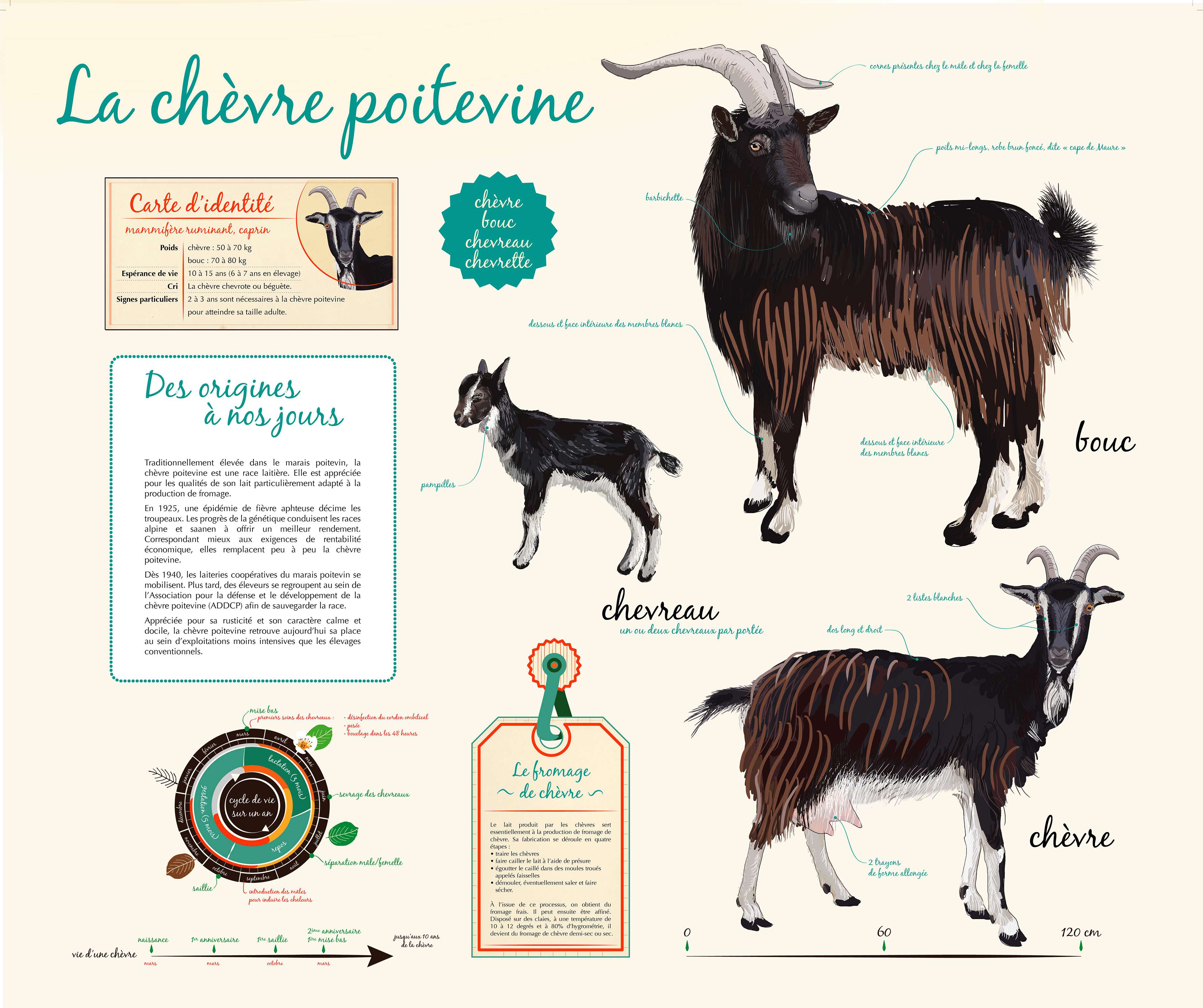 Hélène Charron - Illustrations