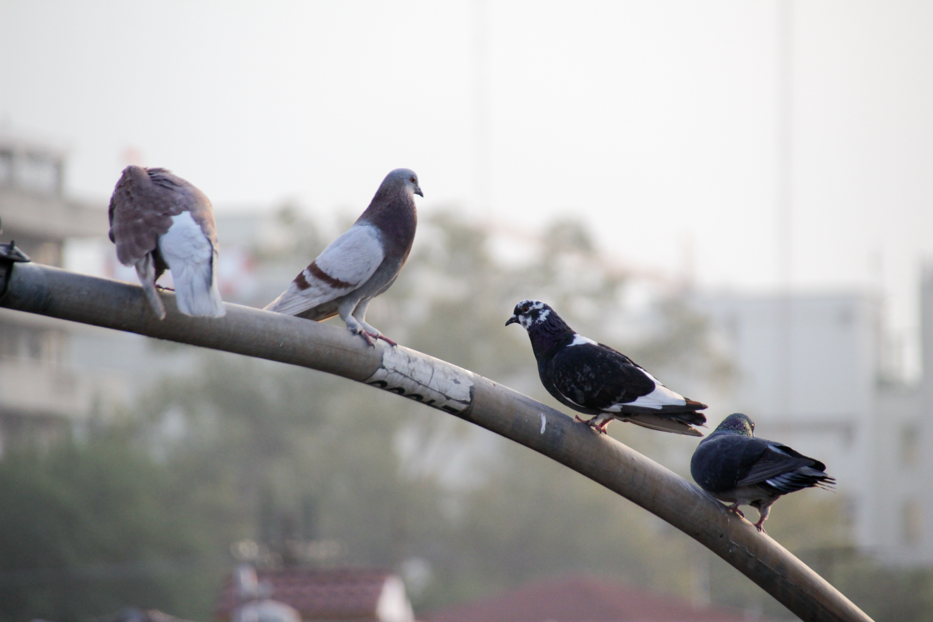 Bernardo Ramonfaur / Portfolio - URBAN BIRDS / Photography