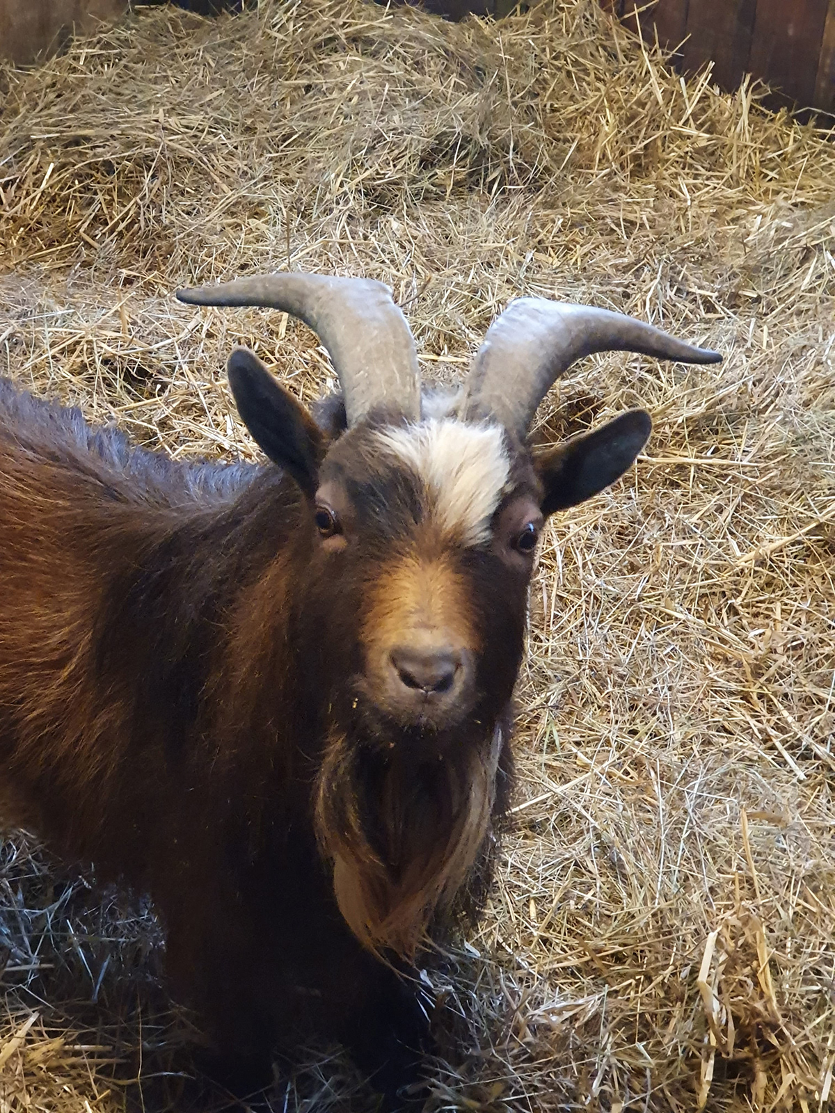 Marc BEELEN - PETIT BOUC