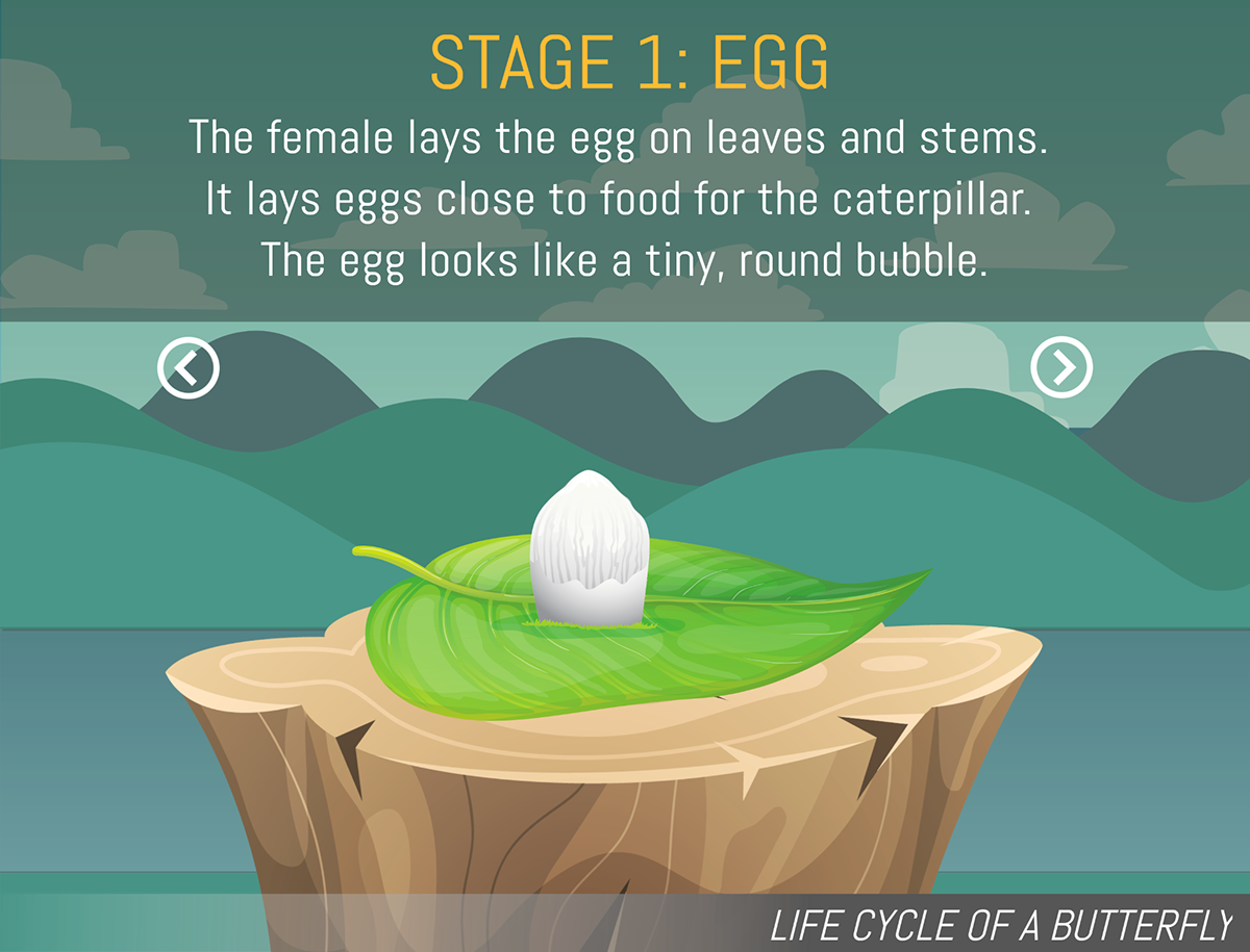 Noe Sanchez // Design. Write. Tell Stories. - The Life Cycle of the ...