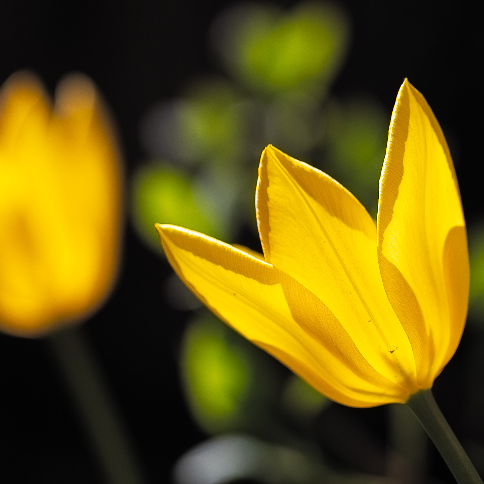 Roman Averin - Macro and Flora