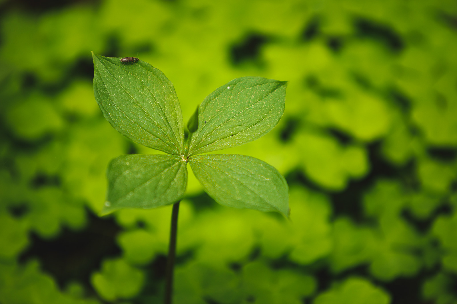 Roman Averin - Macro and Flora