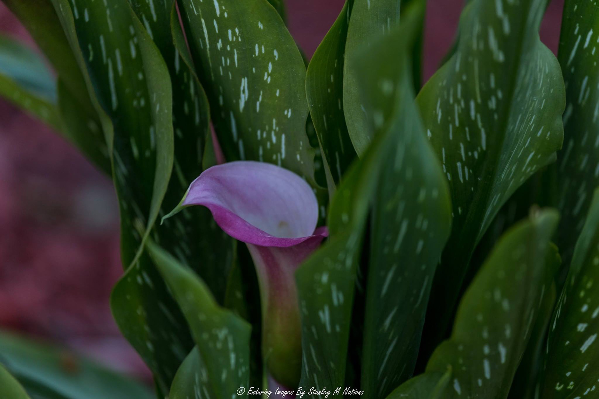 Enduring Images by Stanley Nations - Pink Calla Lilly