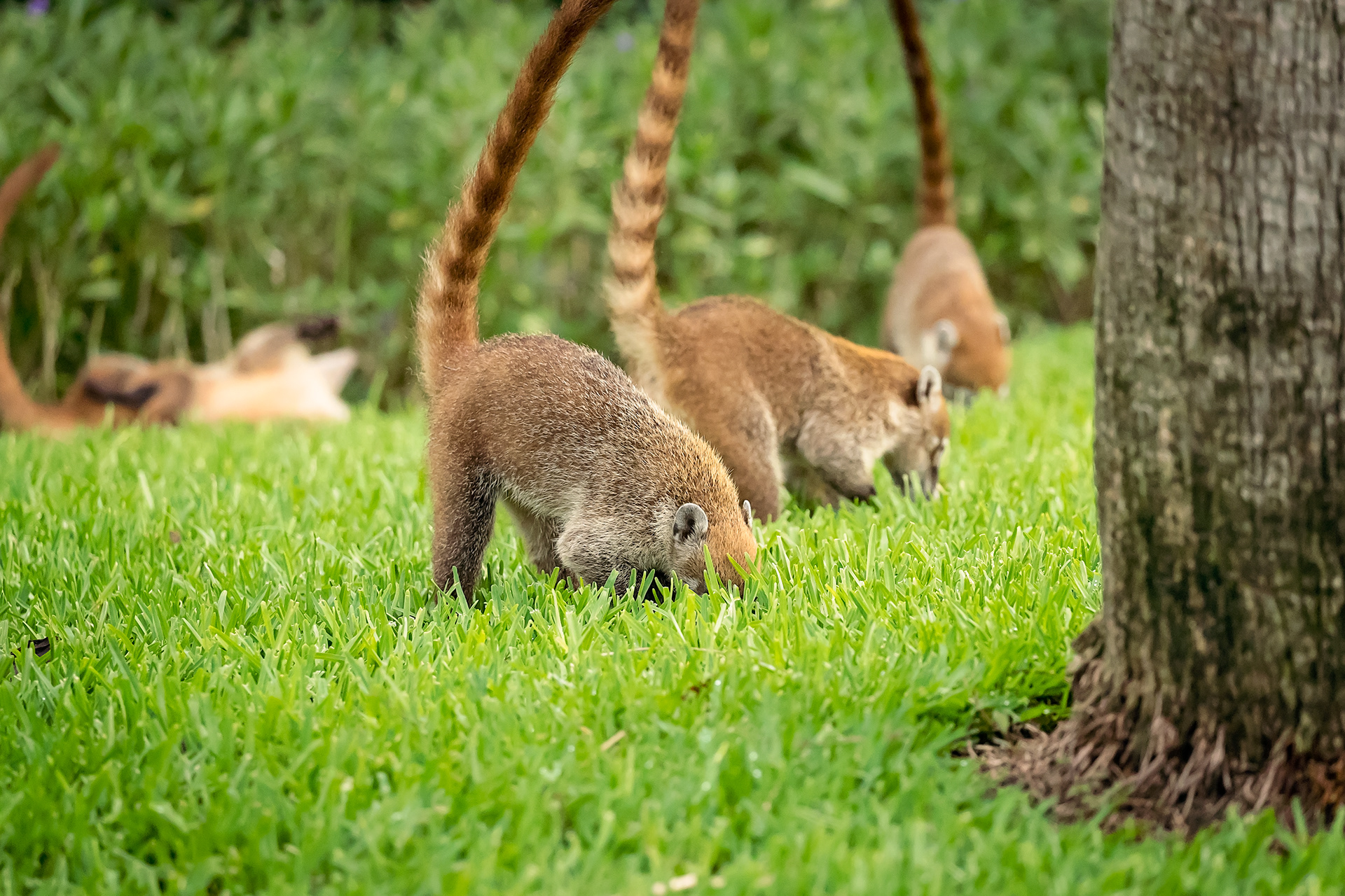 PETER LAKOMY PHOTOGRAPHY - Mexican Coati