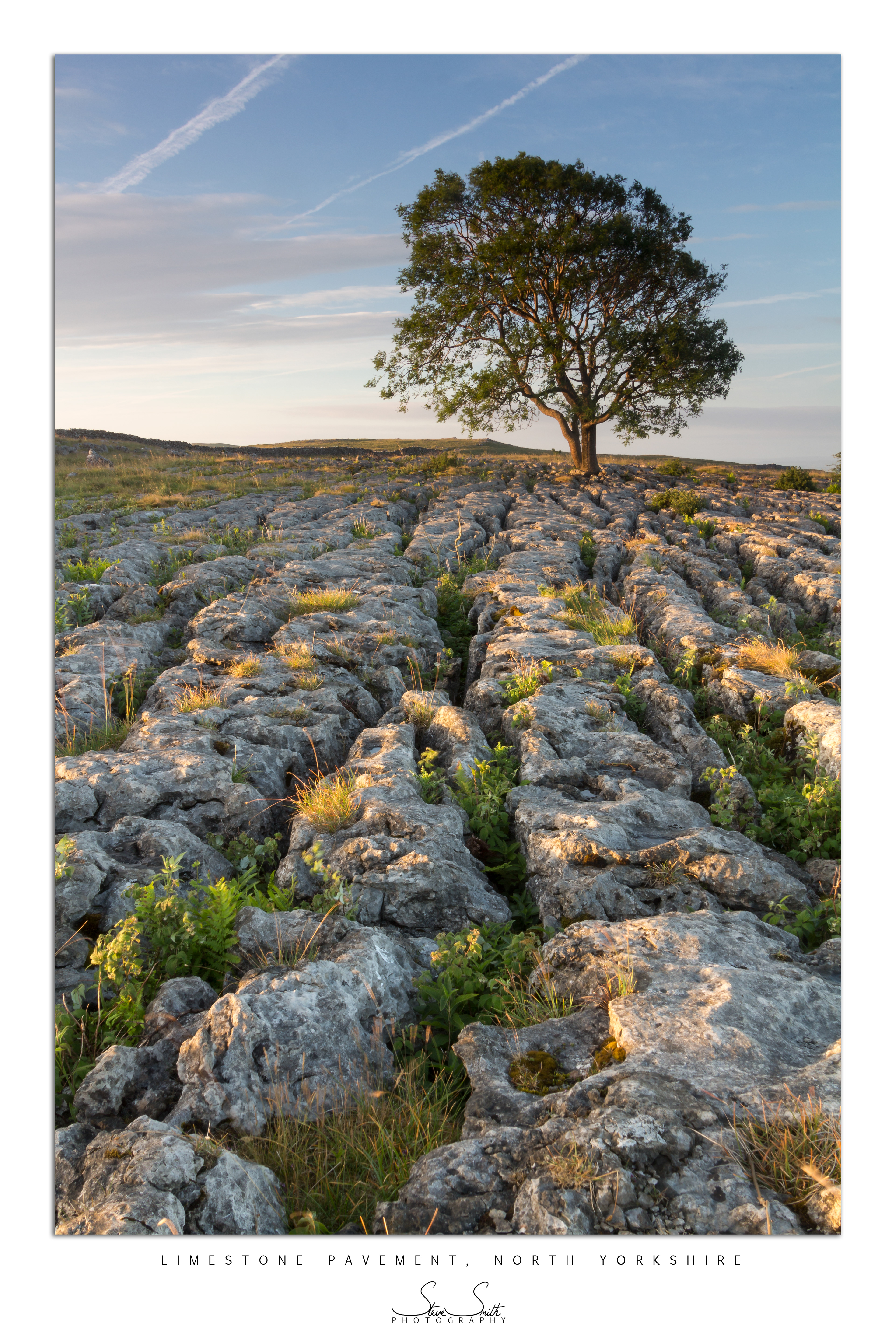 Steve Smith Photography - Lone Tree, limestone pavement, Malham Steve Smith Photography - Lone Tree, limestone pavement, Malham