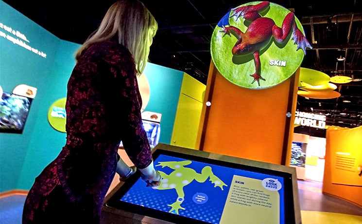 Brian Dinh - The Shedd Aquarium - Frog Projection Map