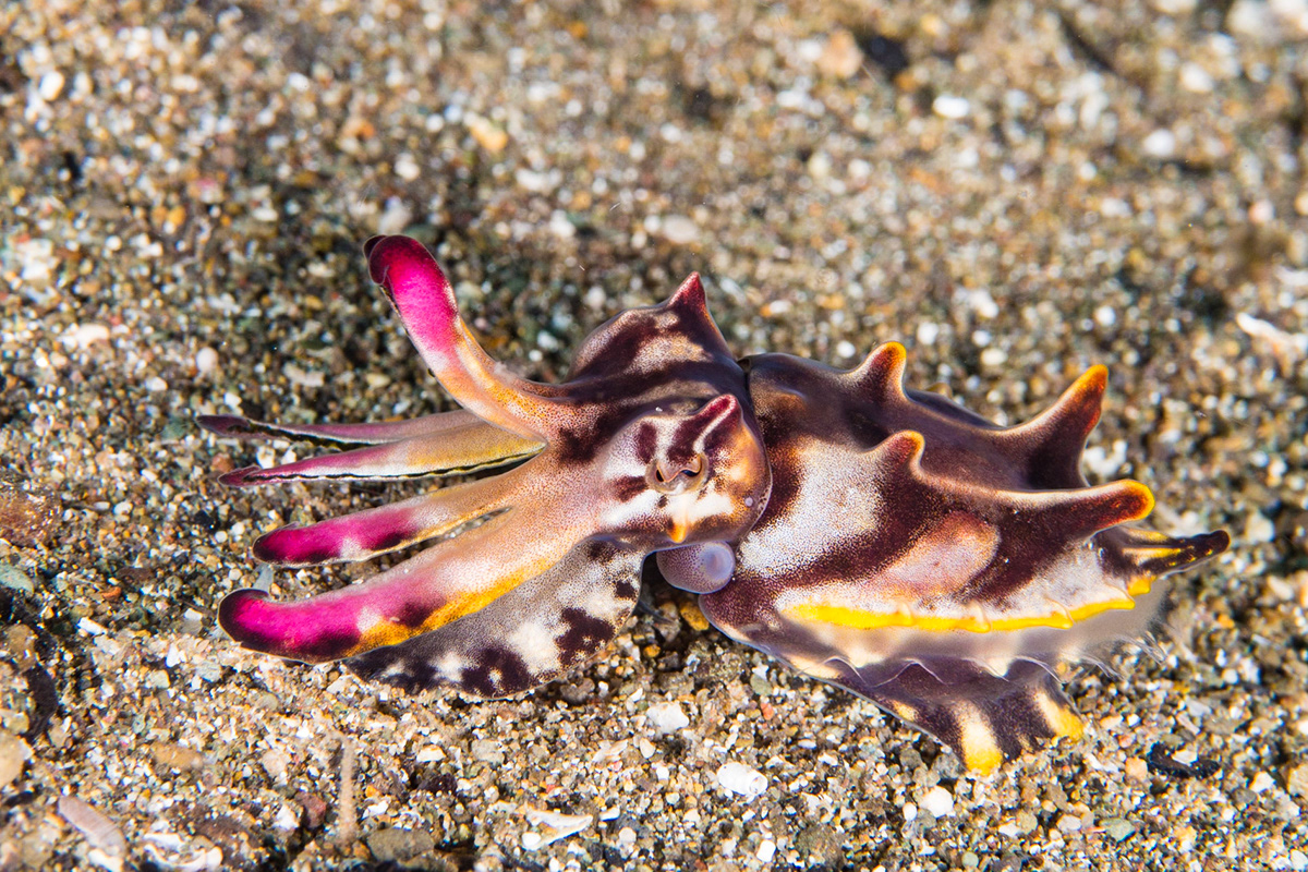 Vaandering Eye Photography - Philippines, April & May 2016