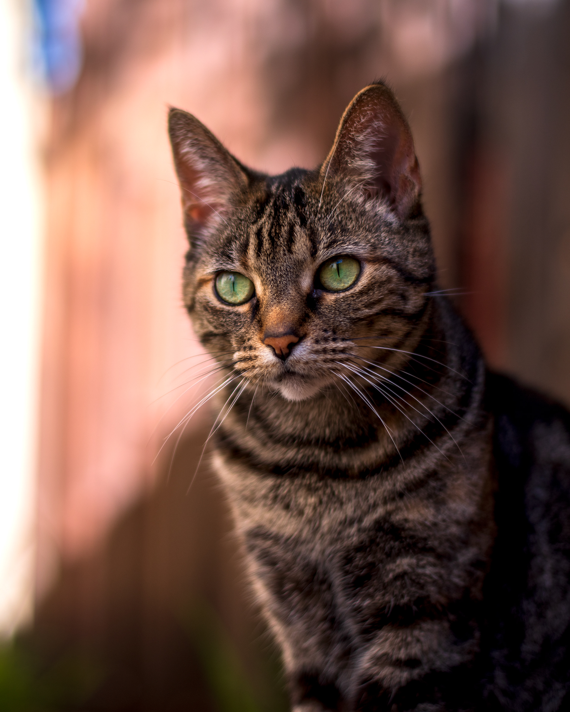 Ricardo Rodriguez - "Hun" My Cat