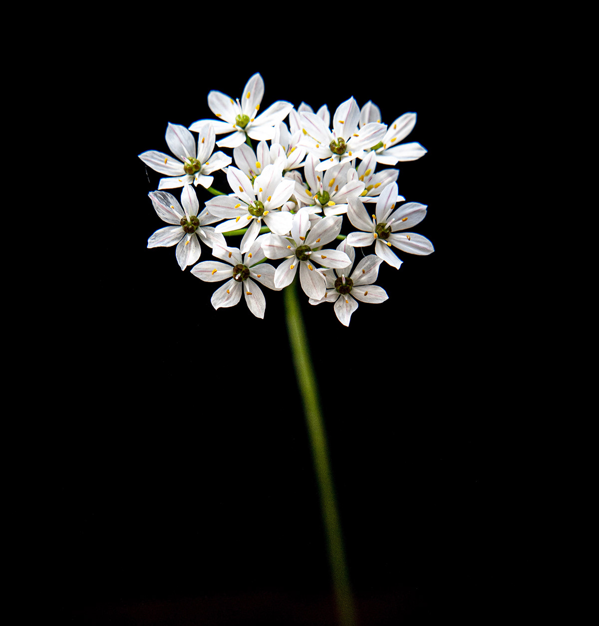 Chris Wicks - Isolation Flower Portraits